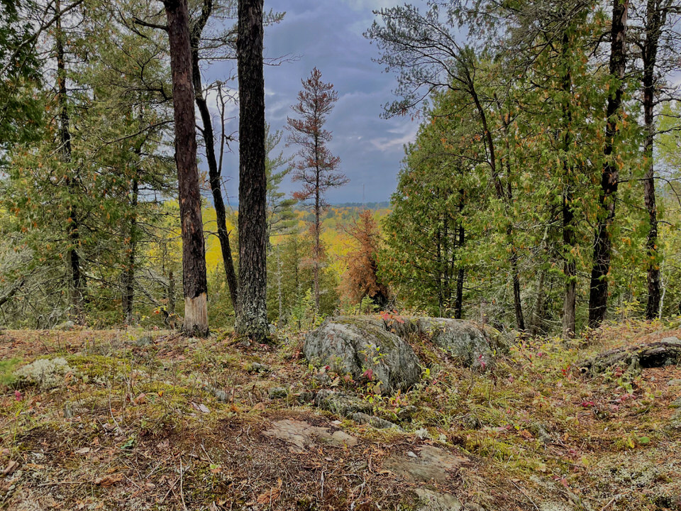 The Ancient Cedars Trail: An Old Growth Forest Hike In Tower, Minnesota